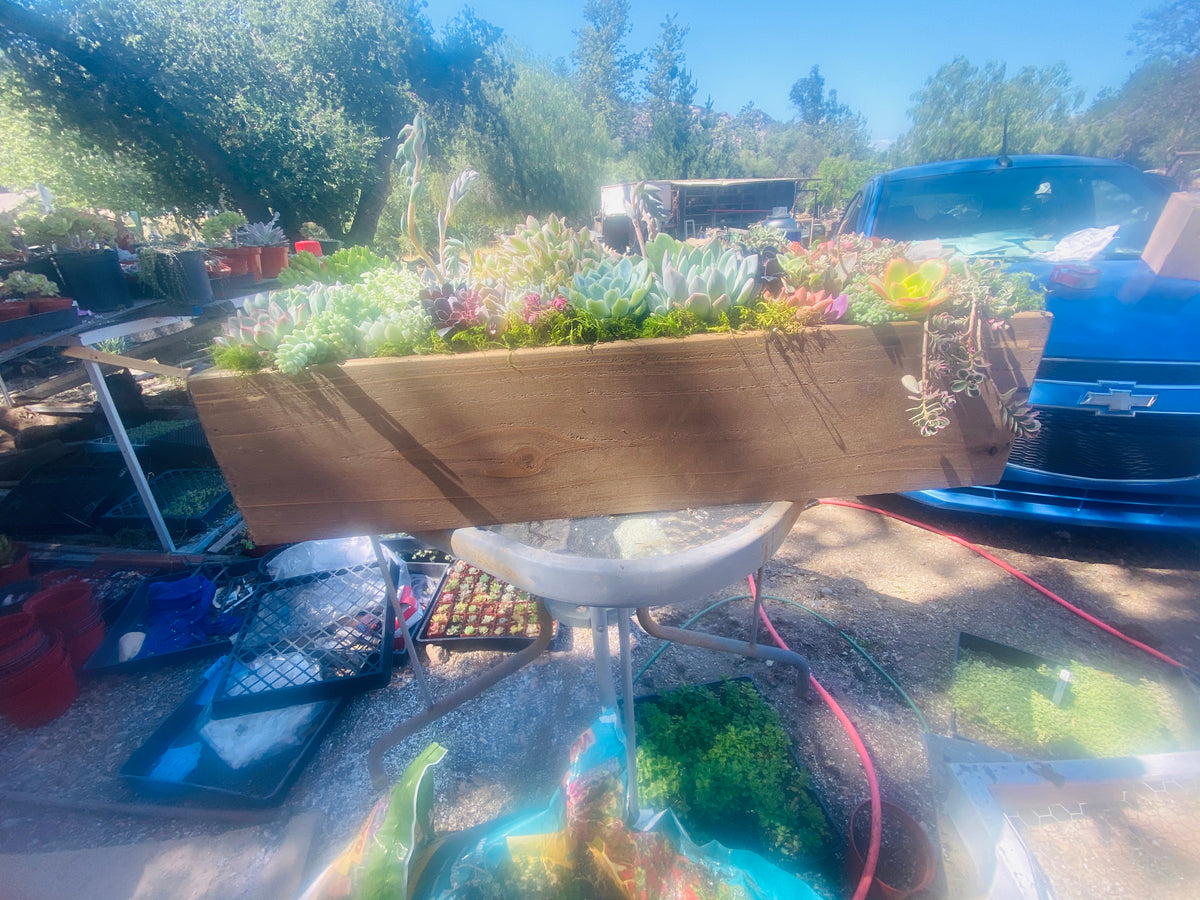 5x5x20 in succulent arrangement planter – Owlivia Creations & A Whole ...